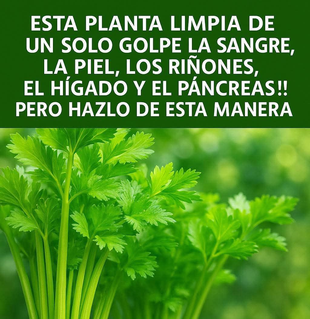 Té de Apio: Un Remedio Natural con Grandes Beneficios para la Salud ...