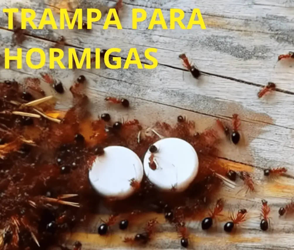 Trampa para hormigas: cómo eliminarlas para siempre sin utilizar pesticidas - Recetas Caseras